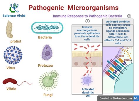 Pathogenic Microorganisms Introduction Types Source Of Infection
