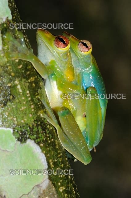 Jade Tree Frogs Mating Stock Image Science Source Images