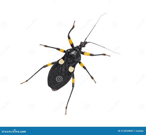 Adult Two Spotted Assassin Bug Platymeris Biguttatus Isolated Stock