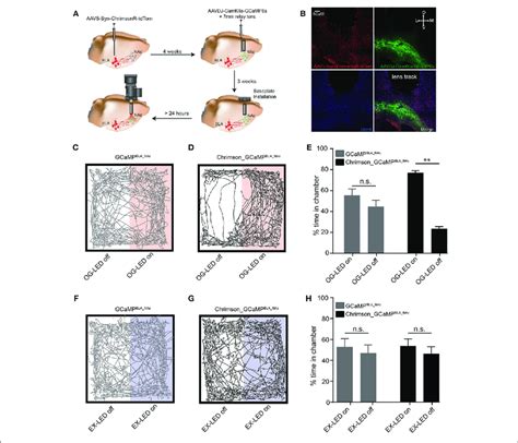 In Vivo Activation Of Bla To Nac Circuit Using An Integrated