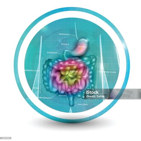 胃腸道圖示向量圖形及更多結腸圖片 結腸 Colitis 人類消化系統 Istock