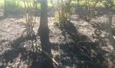 Nuevo Ataque En Propiedad Rural Denunciada Queman Yerbal En Repatriación Oviedopress