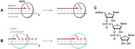 Comparing Monomer And Triplet Polymerisation In Rna Templated Primer Download Scientific