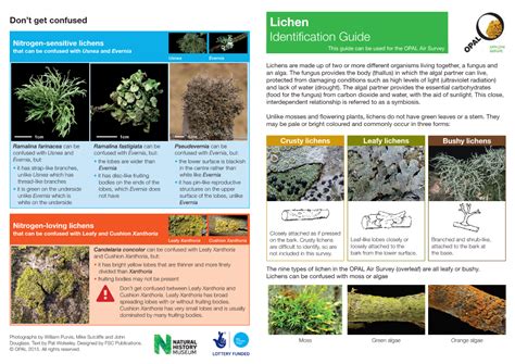Lichen Identification Guide Docslib