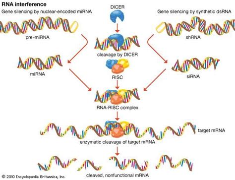 RNA Interference Biochemistry Britannica Com