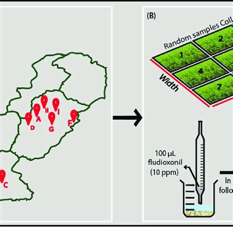 Rice Sampling Regions A And Strategy To Obtain Representative Rice