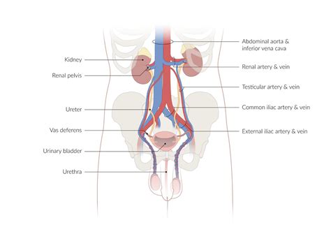 Diagram Of Male Groin Area Penis Anatomy Exhibits Mindy Stanley