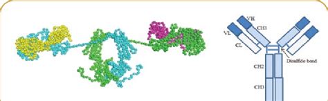 Structure Of Igg With Disulfide Bondings Between The Ig Heavy Chains Download Scientific Diagram