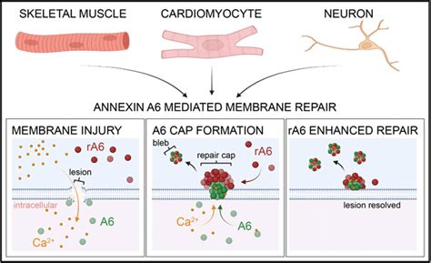 Model Of Annexin A6 Mediated Membrane Repair In Skeletal Muscle