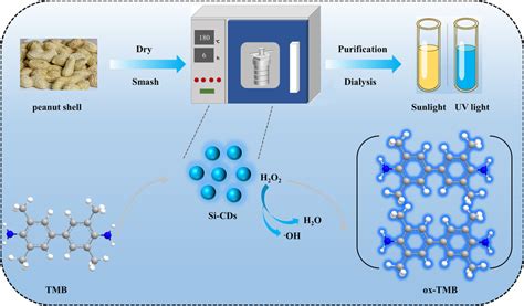Schematic Illustration Of The One Step Hydrothermal Synthesis Of Si Cds