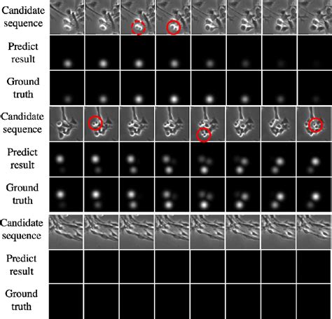 Spatial Temporal Mitosis Detection In Phase Contrast Microscopy Via Likelihood Map Estimation By
