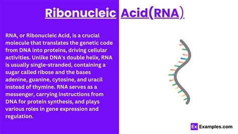RNA Definitions Structure Types Functions