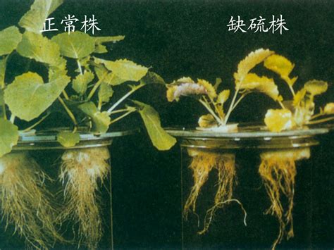 油菜缺硫症