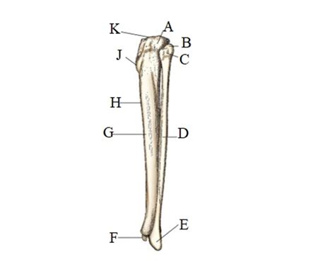 Lateral Aspect Tibia Fibula Diagram Quizlet