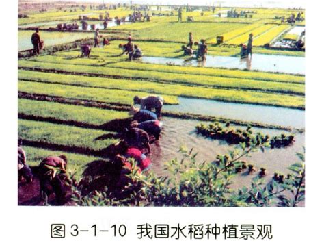 32以种植业为主的农业地域类型word文档在线阅读与下载无忧文档