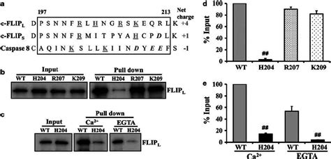 C Flip L H204 Mutant Has Reduced Binding To Cam In Vitro A Download Scientific Diagram