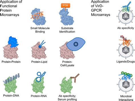 Developments And Applications Of Functional Protein Microarrays Molecular And Cellular Proteomics