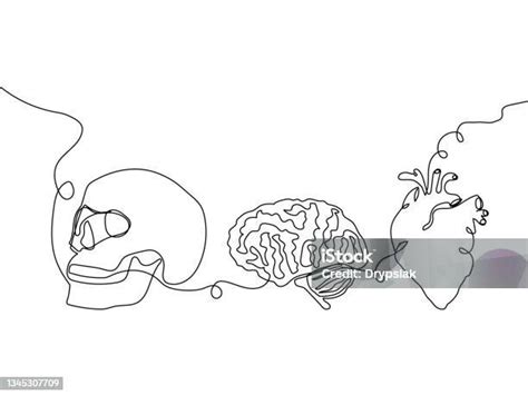 인간의 내부 장기 한 줄 세트 아트 뼈 해골 두개골 심장 대동맥 심실 뇌 소뇌의 연속 적인 선 그리기 두개골에 대한 스톡 벡터