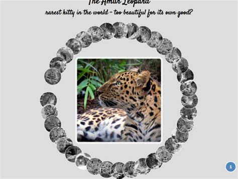 Css Var实现切换，豹猫图片高清素材 17素材网