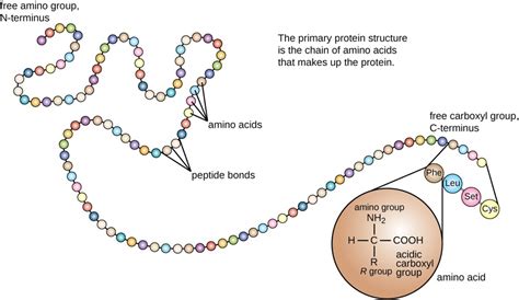 Protein Chemical Structure Of Chains
