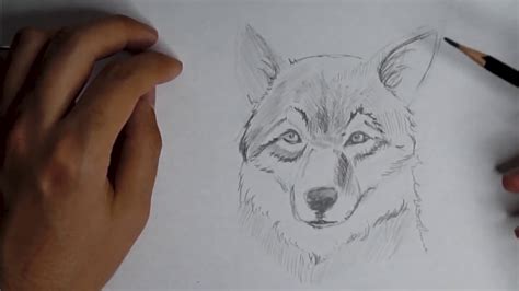 Как нарисовать волшебного волка