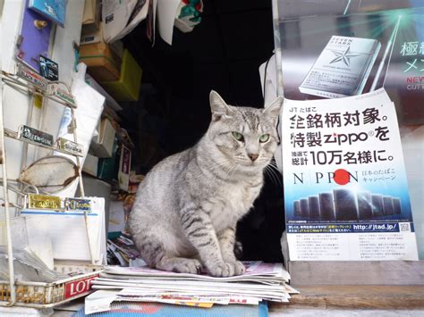 由佳のぼちぼち日記 たばこ屋さんの猫