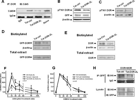 Figure 1 From Disruption Of Cdk5 Associated Phosphorylation Of Residue Threonine 161 Of The δ