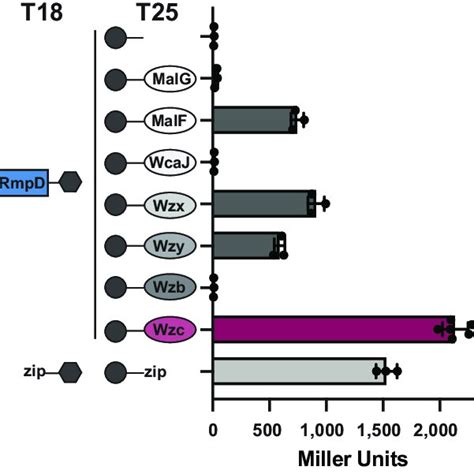 Bacterial Two Hybrid Analysis Of Rmpd With Capsule Biosynthesis And