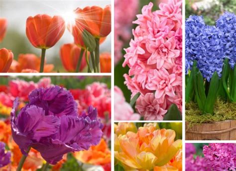 Разпродажба на лалета и зюмбюли Sortovisemena Bg