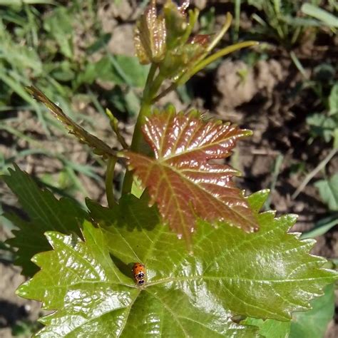 ჩვენი ვენახი Khashuri