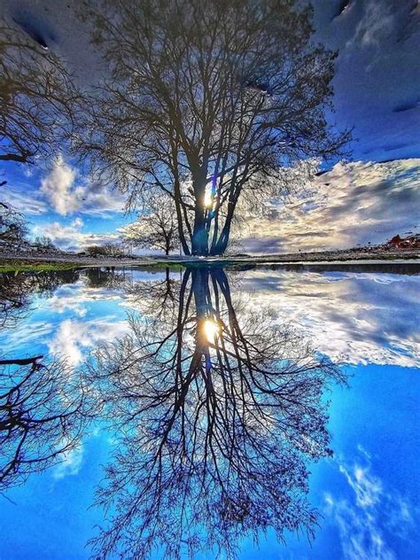 Tree Reflection In Water