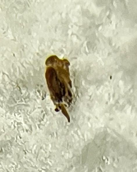 Whatisthis Bug R Whatsthisbug