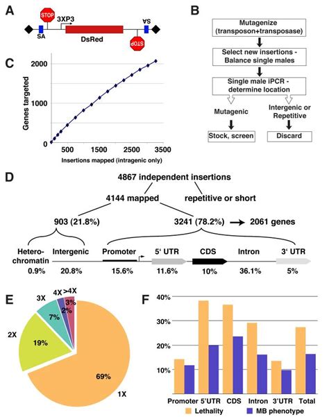 Piggybac Based Mosaic Screen Identifies A Postmitotic Function For
