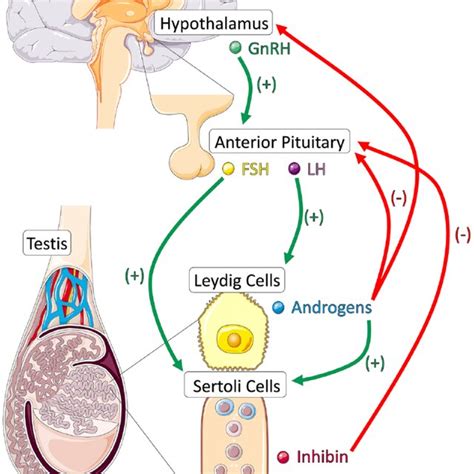 Hypothalamic Pituitary Gonadal Axis Figure Modified With Text