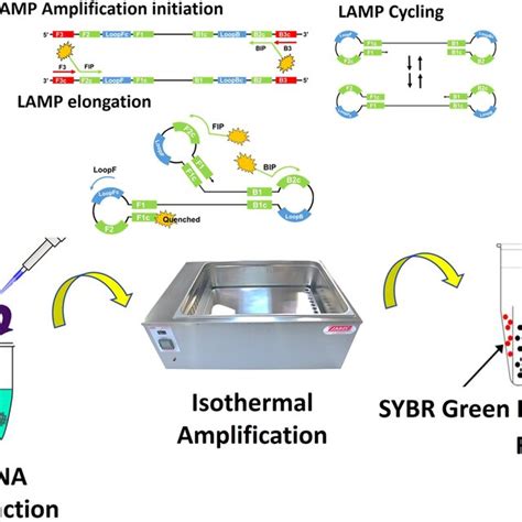 Schematic Image Of The Detection Of Sars Cov 2 In Nasopharyngeal Swab Download Scientific
