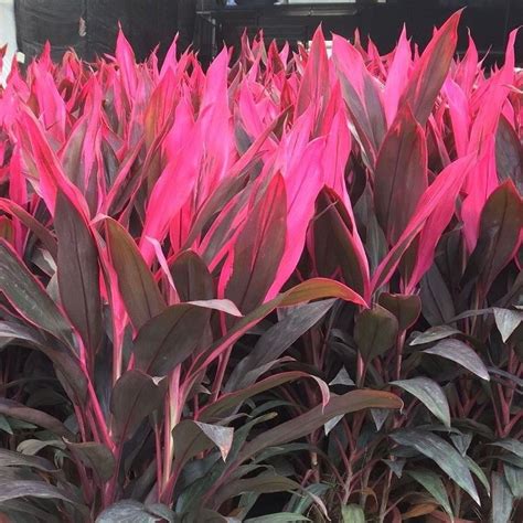 花卉紫竹图片 紫竹花图片 大山谷图库