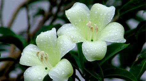 非洲茉莉的养殖方法和注意事项 花百科