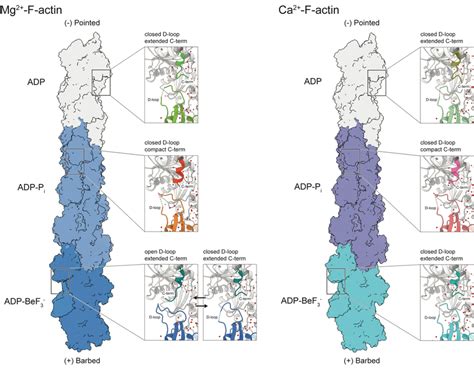 Arrangement Of The F Actin Intra Strand Interface Merged Models Of Mg