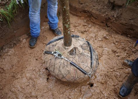 Improved Protection For Tree Root Balls Anchor Systems