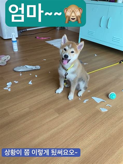 종이 먹방 다 찢어놓고 천진난만 하기 있기 없기미운 우리 4개월 시바견 윌리엄시바견 Shiba 강아지일상