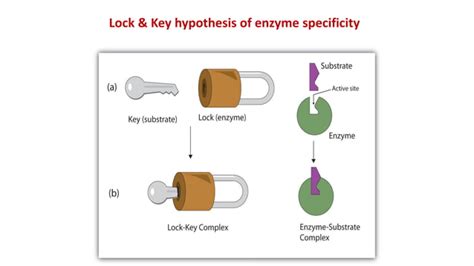 Enzyme Specificity Types And Applications Ppt