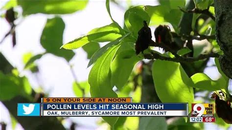 Pollen Count At A New High For In Cincy