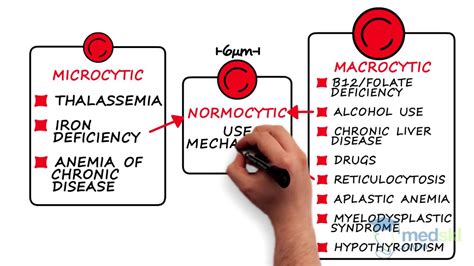 Hematology Anemia By Karima Khamisa M D Youtube