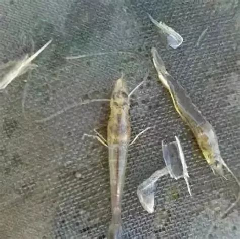 对虾一生蜕壳50次五阶段 养殖一点通