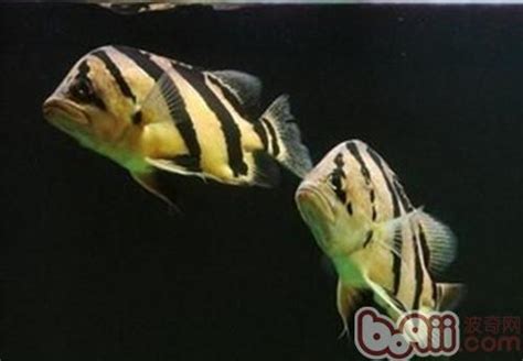泰北虎鱼 泰北虎 28万泰虎鱼 大山谷图库