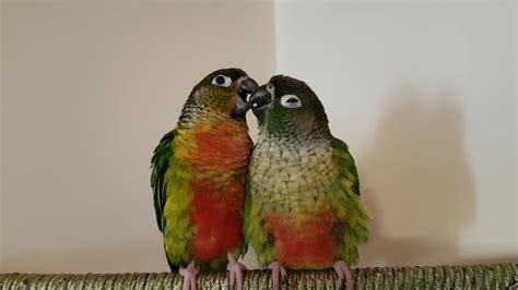 თუთიყუშები კოკო და ნიკო Youtube