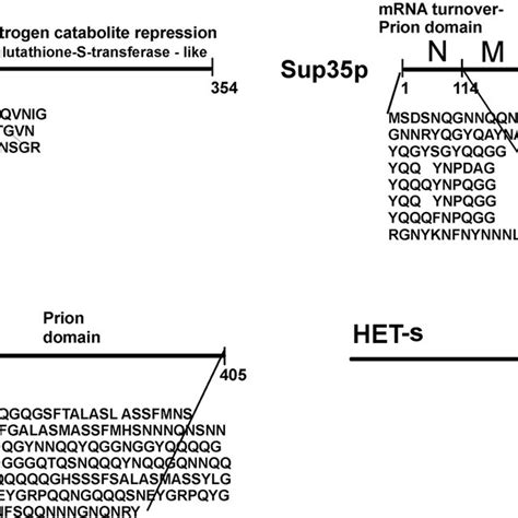 Domain Structure Of Yeast And Fungal Prion Proteins The N Terminal Download Scientific Diagram