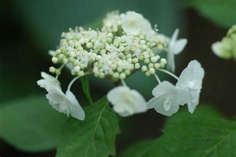 ヤマアジサイ 伊予白 咲季山草軒