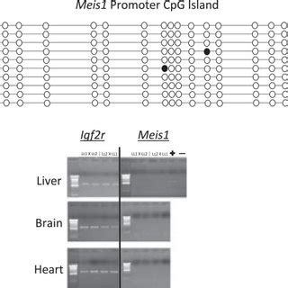 DNA Methylation Profiles Of Meis1 And Tissue Specific Expression