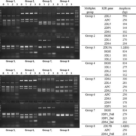 The Concentration Ranges Of Template Dna Required By The 8 Multiplex Download Scientific